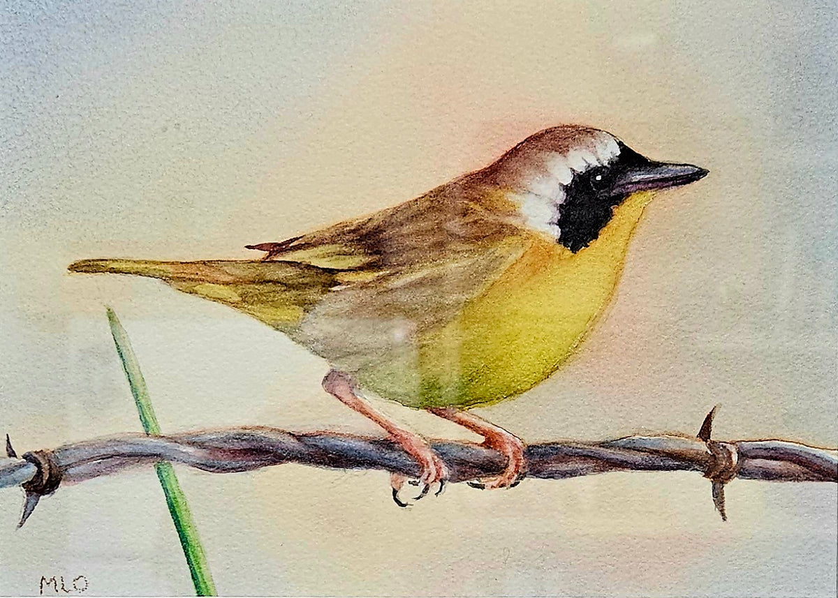 MO Common Yellow Throat — Turquoise Tortoise Gallery