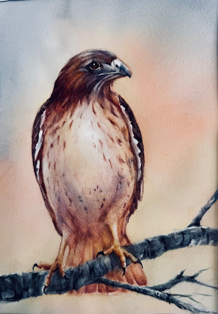 MO Red Tail Hawk — Turquoise Tortoise Gallery