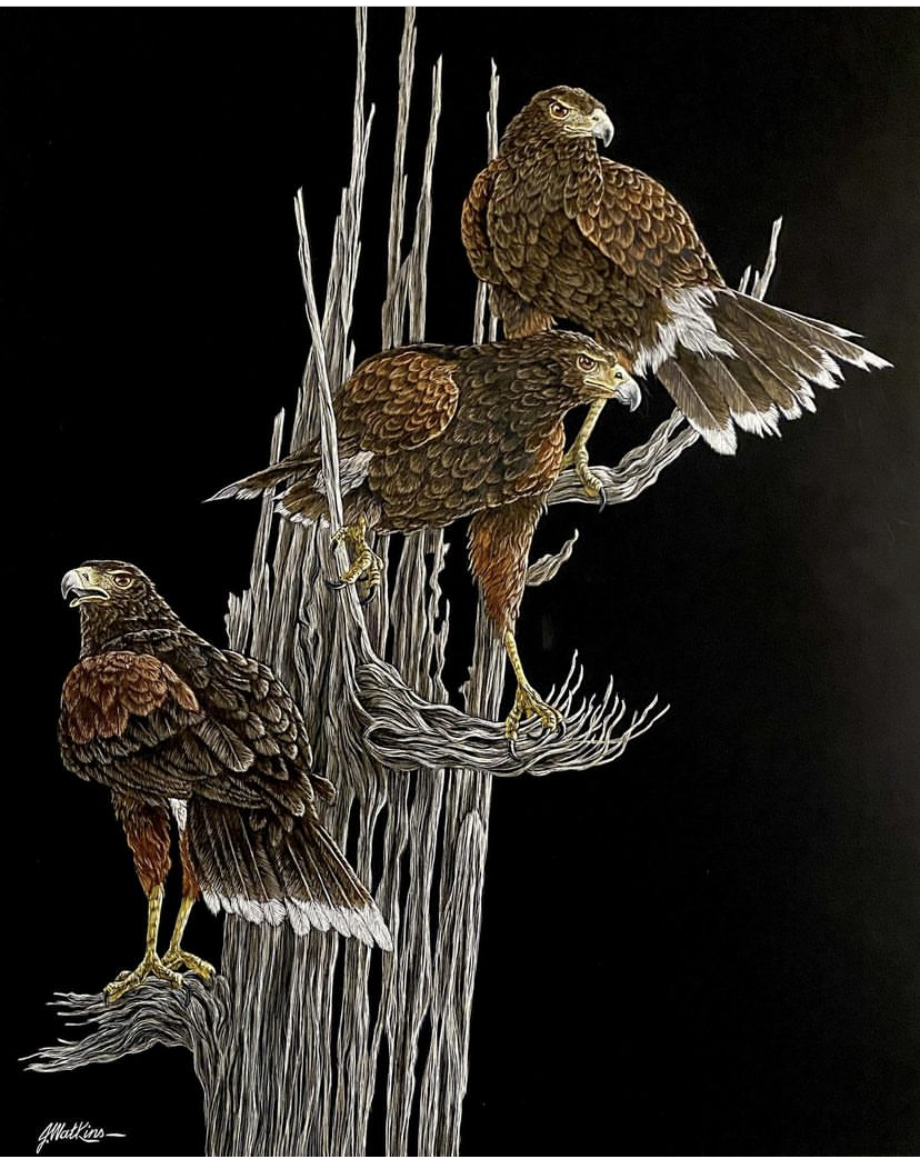 JW Skeleton Crew, Harris Hawks — Turquoise Tortoise Gallery
